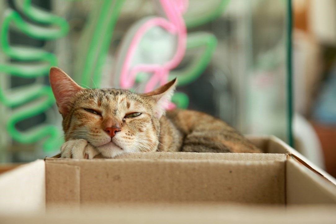International Cat Day 2024 | Johnsons Veterinary Products